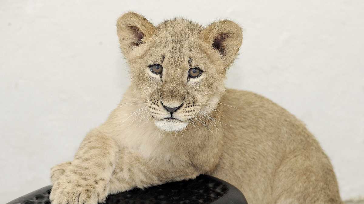 In Photos: Maryland Zoo's lion cubs grow up!