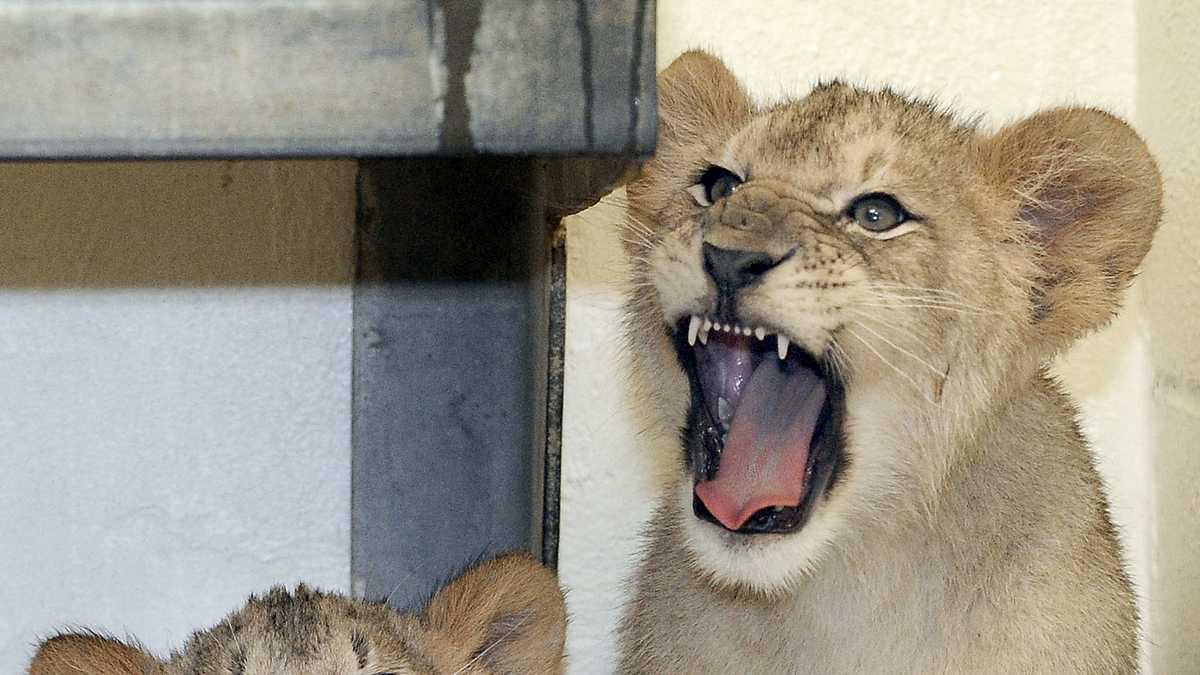 In Photos: Maryland Zoo's lion cubs grow up!