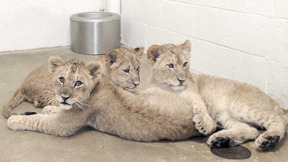 In Photos: Maryland Zoo's lion cubs grow up!