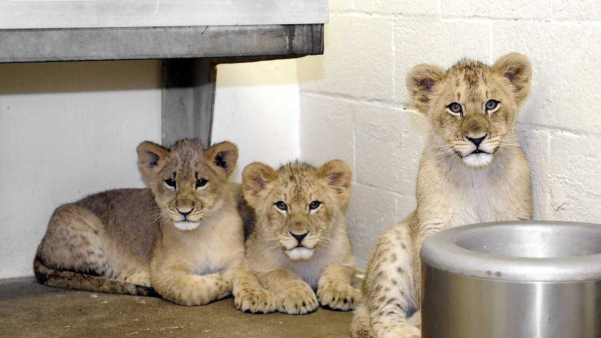 In Photos: Maryland Zoo's lion cubs grow up!