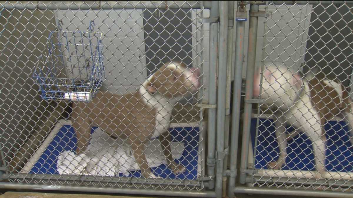 Animal advocates claim poor conditions at shelter