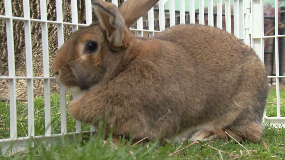 Photos: Zoo kicks off Easter with Bunny BonanZoo