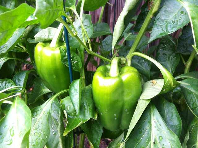 15 things about Ava Marie you didn't know