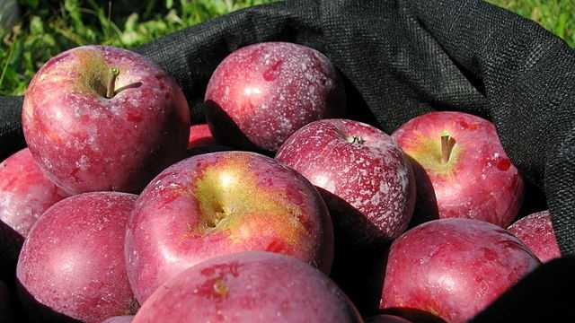 30 things you didn't know about Megan Pringle