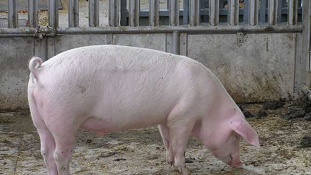 30 things you didn't know about Megan Pringle