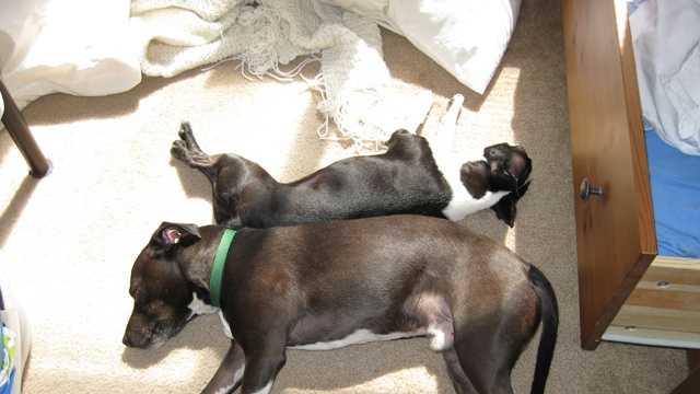 30 things you didn't know about Megan Pringle