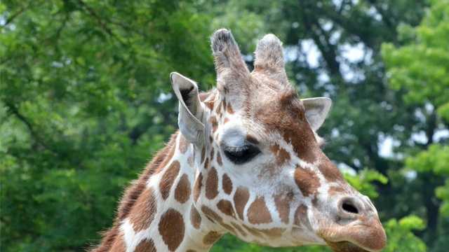 Maryland Zoo's oldest giraffe, Angel, dies