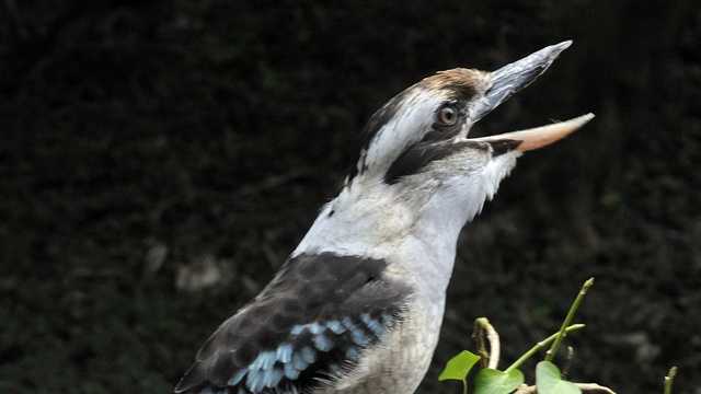 Maryland Zoo mourning laughing kookaburra
