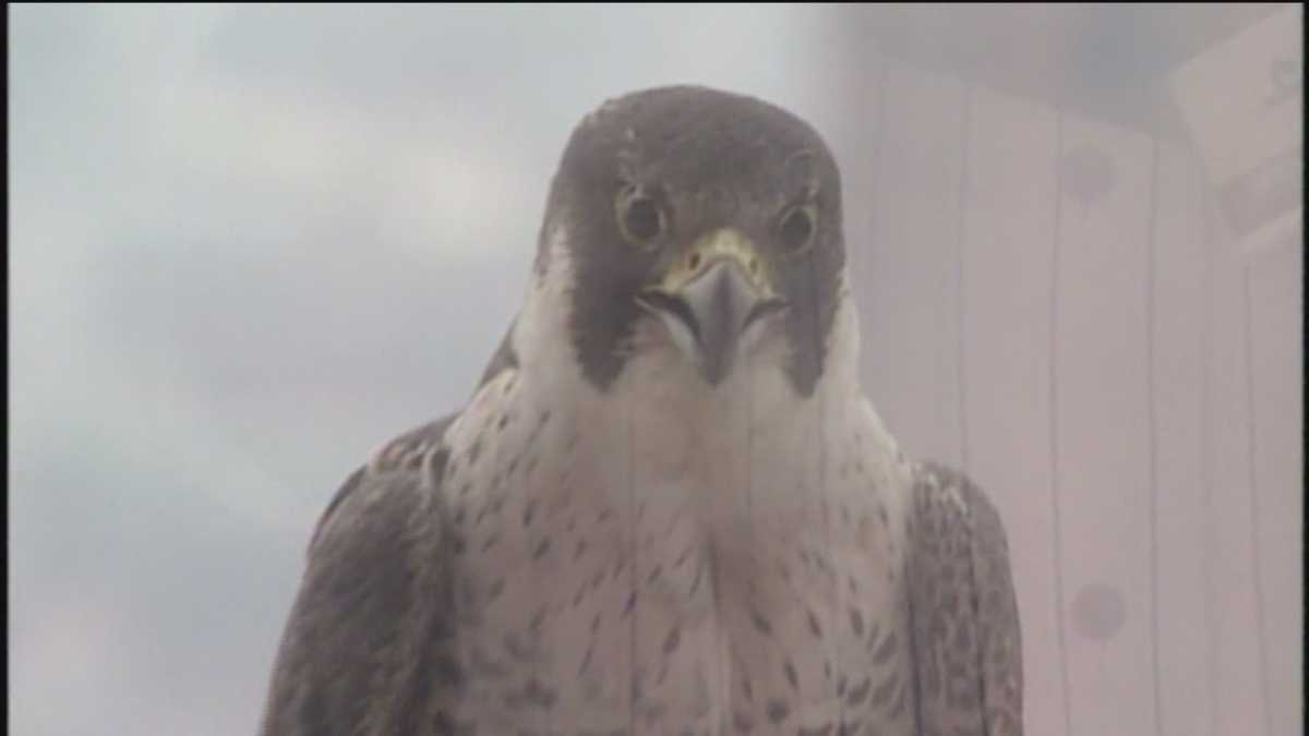 Peregrine falcon cam shows new additions