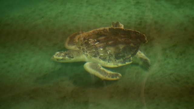 Aquarium nurses sick sea turtle back to health