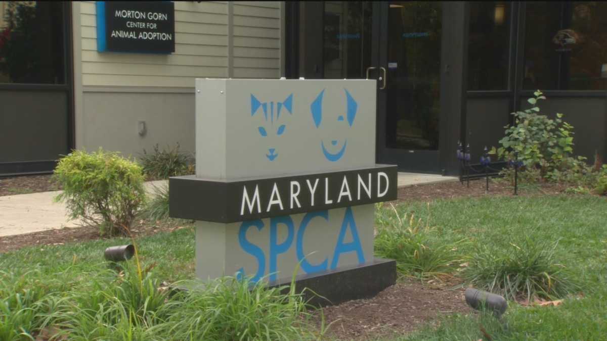 You could help Maryland SPCA win $100K