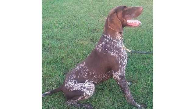 TSA looking for people to adopt retired dogs