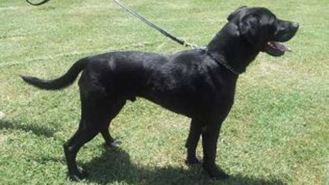 TSA looking for people to adopt retired dogs