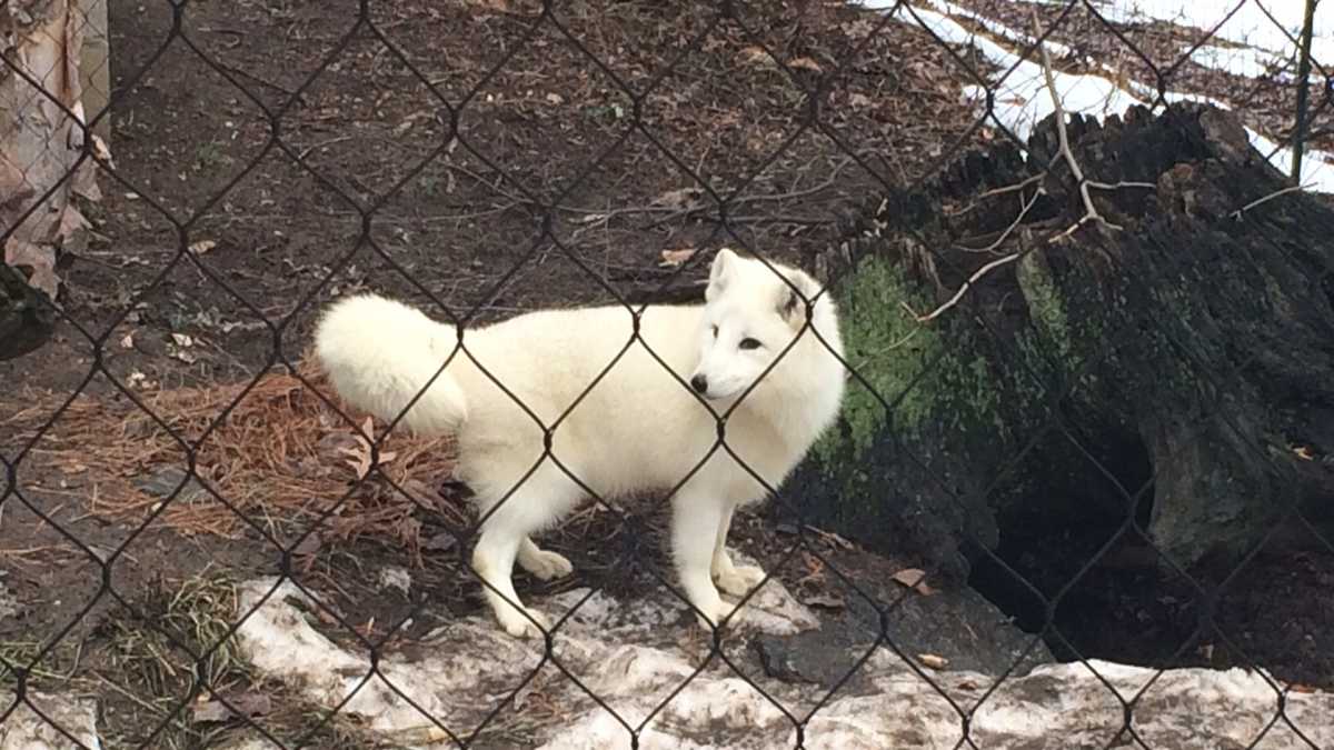 Maryland Zoo in Baltimore welcomes 2 arctic foxes