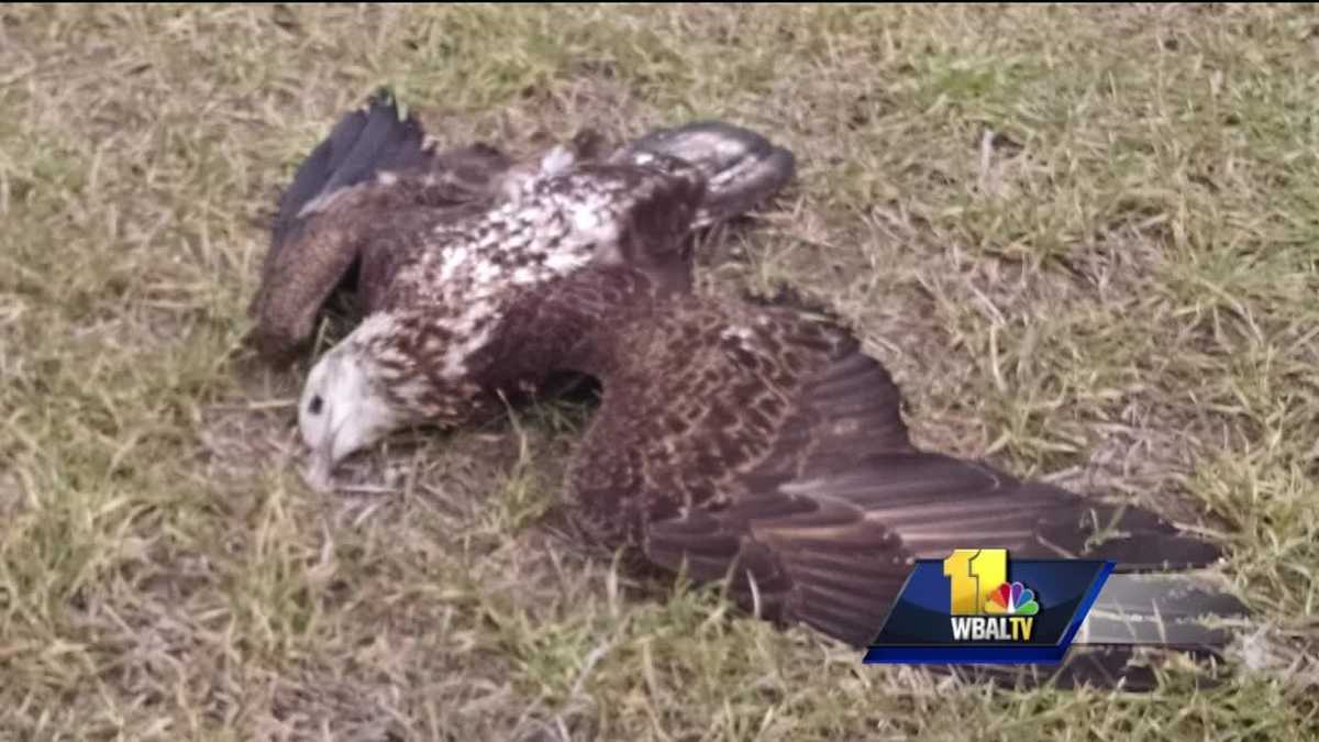 Necropsy rules out disease in eagles' deaths
