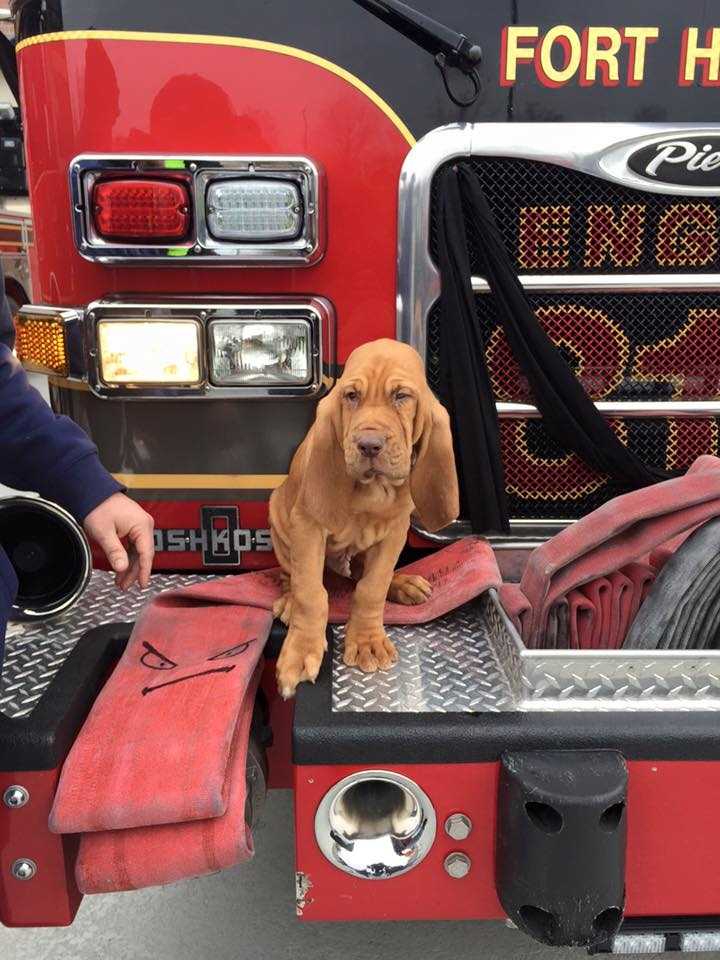 Images: Maryland State Police K-9 Dailey