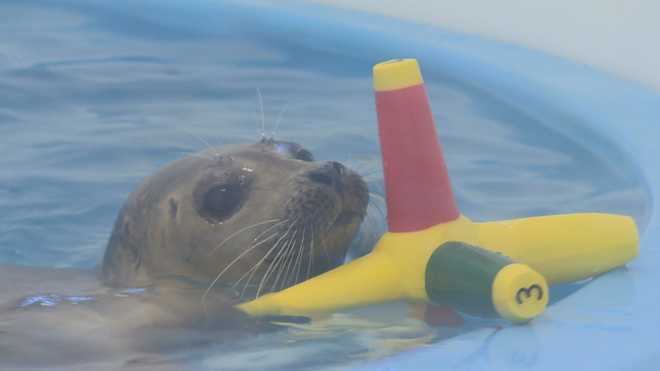 National Aquarium works to help heal injured seal