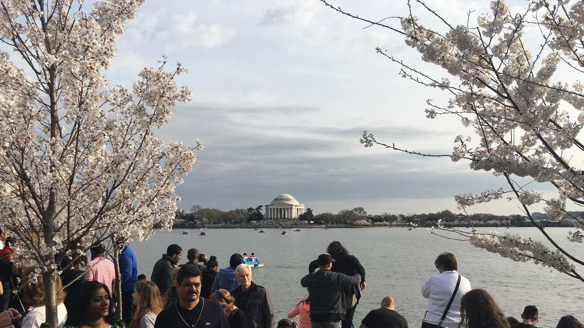 Photos: Cherry Blossoms bloom in Washington
