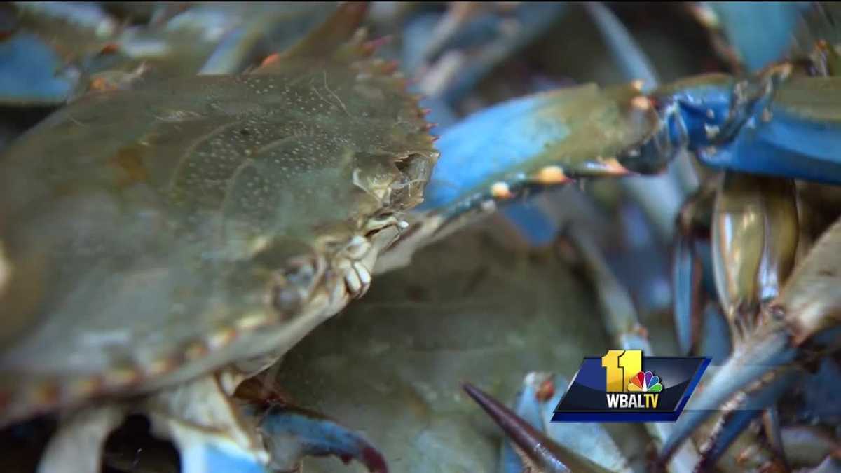 DNR survey shows healthy crab population
