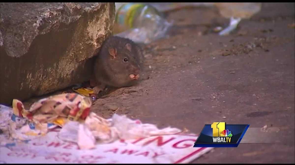 Baltimore County attacks rat infestation in Essex