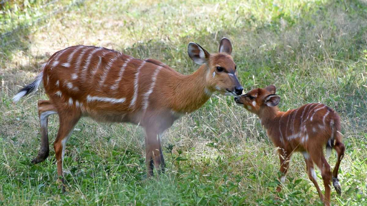 Maryland Zoo welcomes 2 new antelope calves