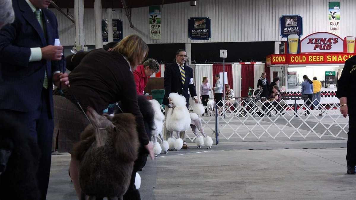 Meet Randy's Champion Dog