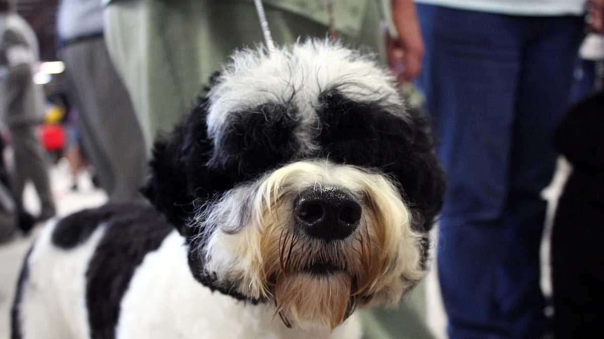 Meet Randy's Champion Dog