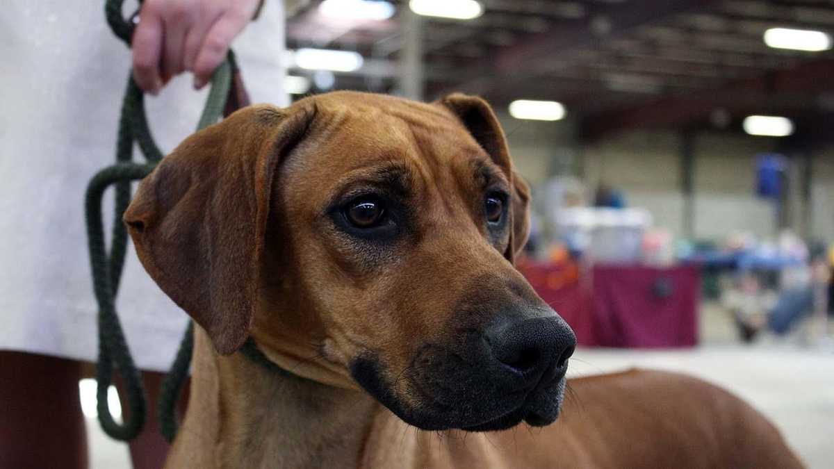 Meet Randy's Champion Dog