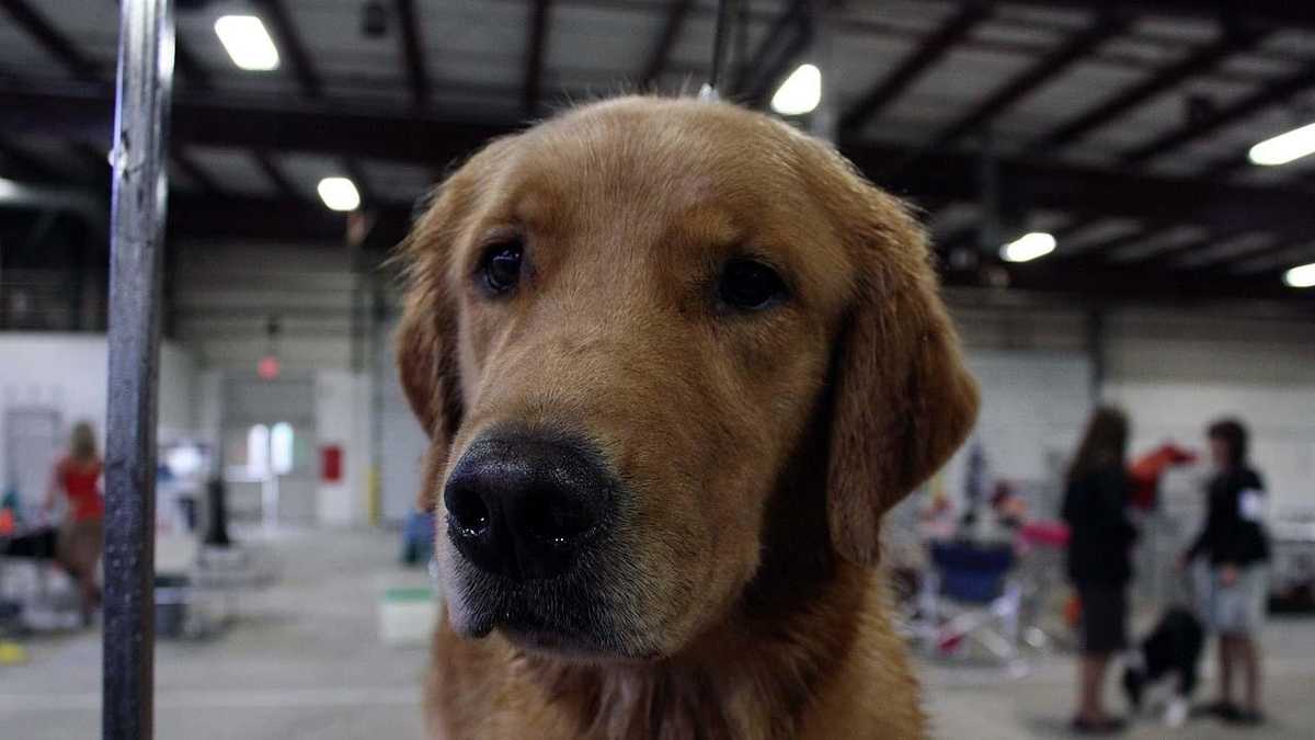 Meet Randy's Champion Dog