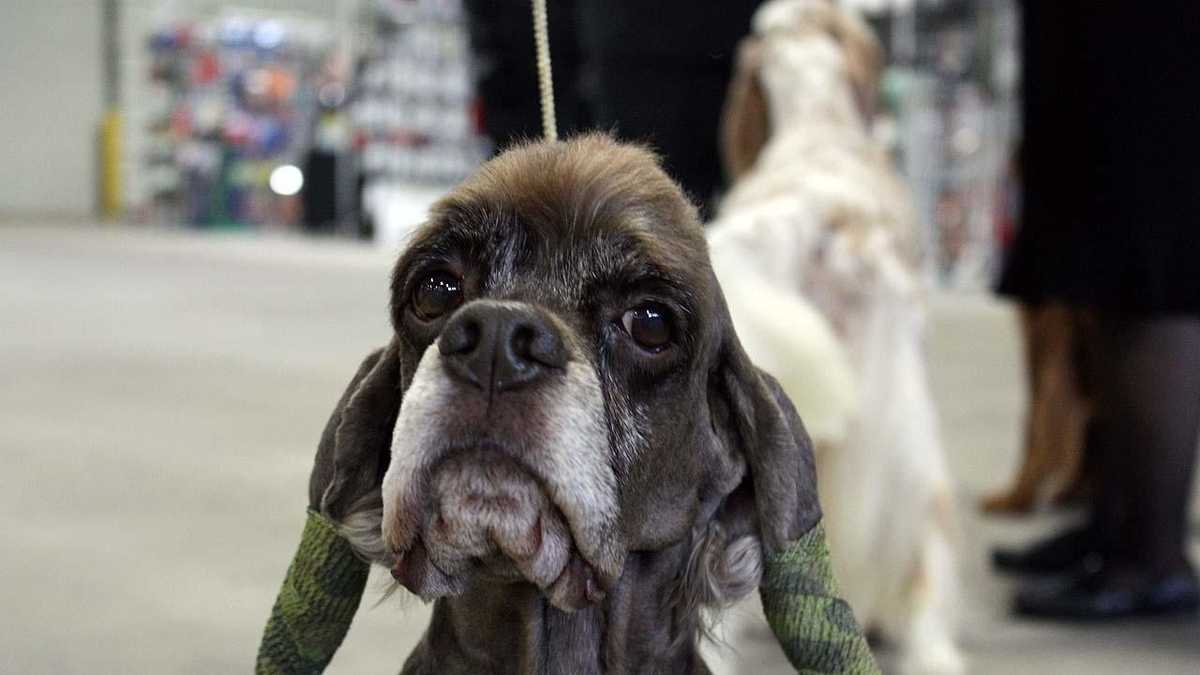 Meet Randy's Champion Dog