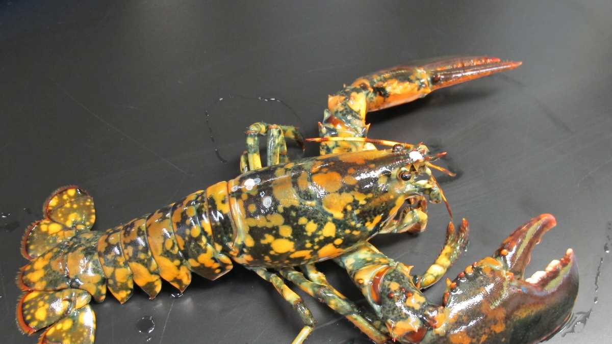 Calico lobster spared from pot, heading to Ocean State