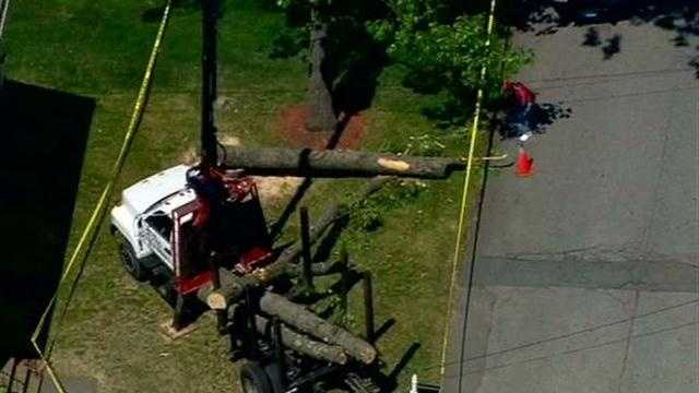 Worker hurt by falling tree limb