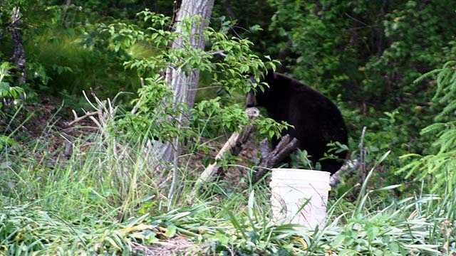 Photos: Cape Cod Bear Captured