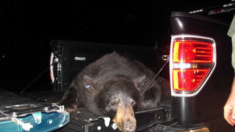 Photos: Cape Cod Bear Captured