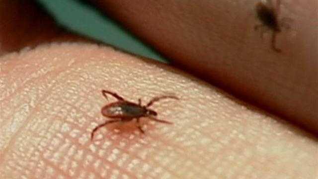 Deer tick infestation forces campsites to close