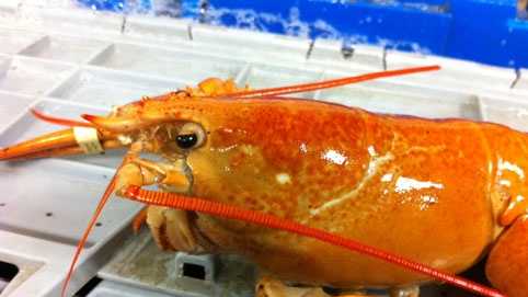 Rare orange lobsters discovered at Mansfield store