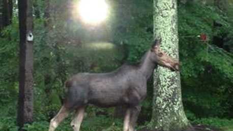 Metro West residents spot wandering moose