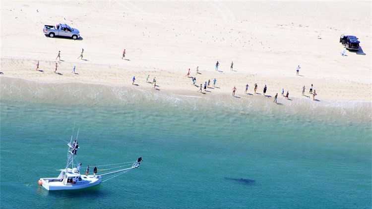 New photos show how close sharks are to Cape shore