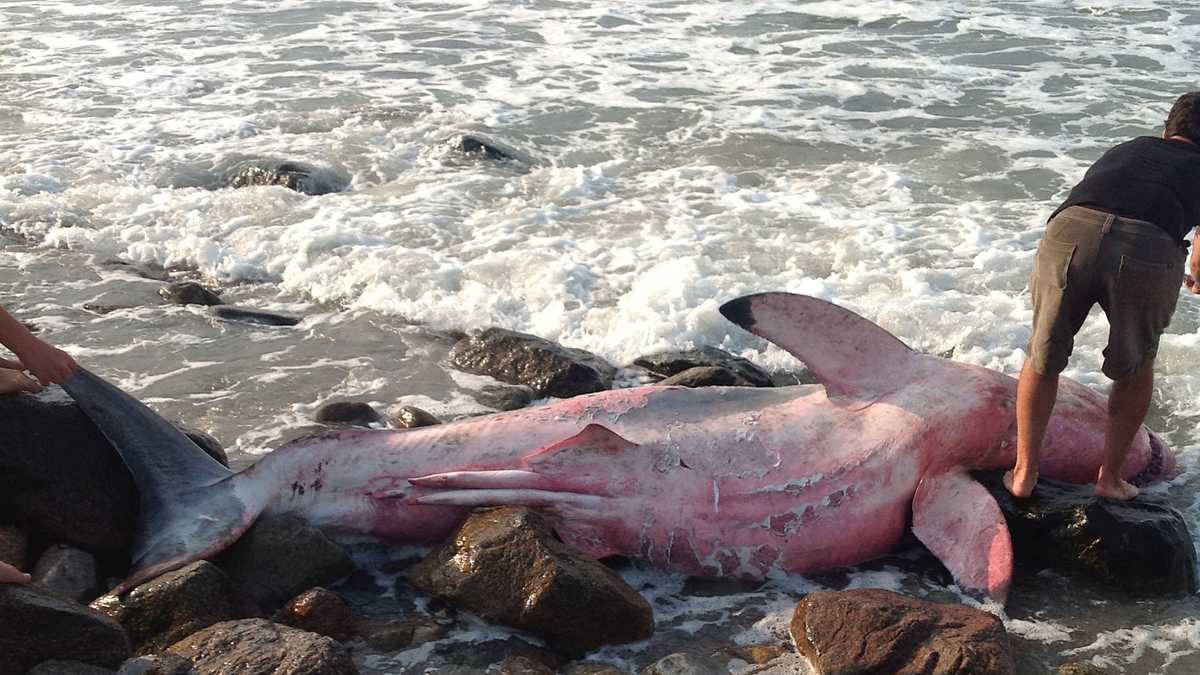 Images: Dead great white shark found on beach
