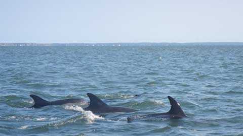 Rescuers help 39 stranded dolphins on Cape Cod