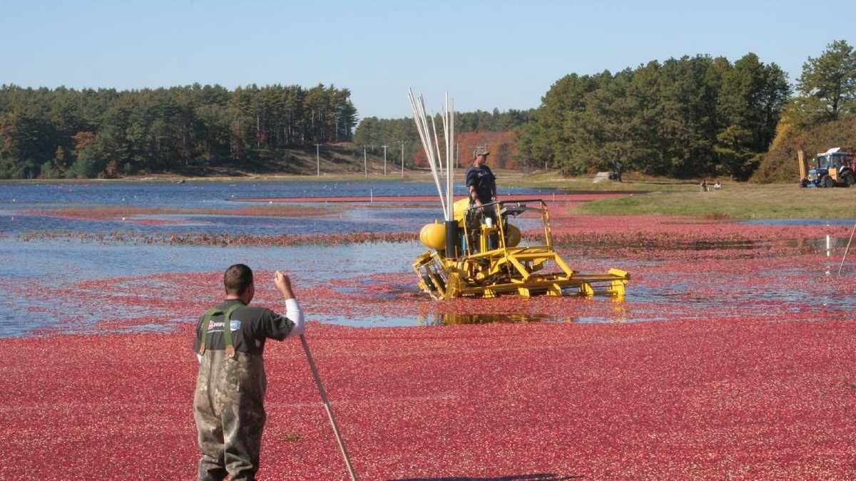 Plump cranberry crop predicted