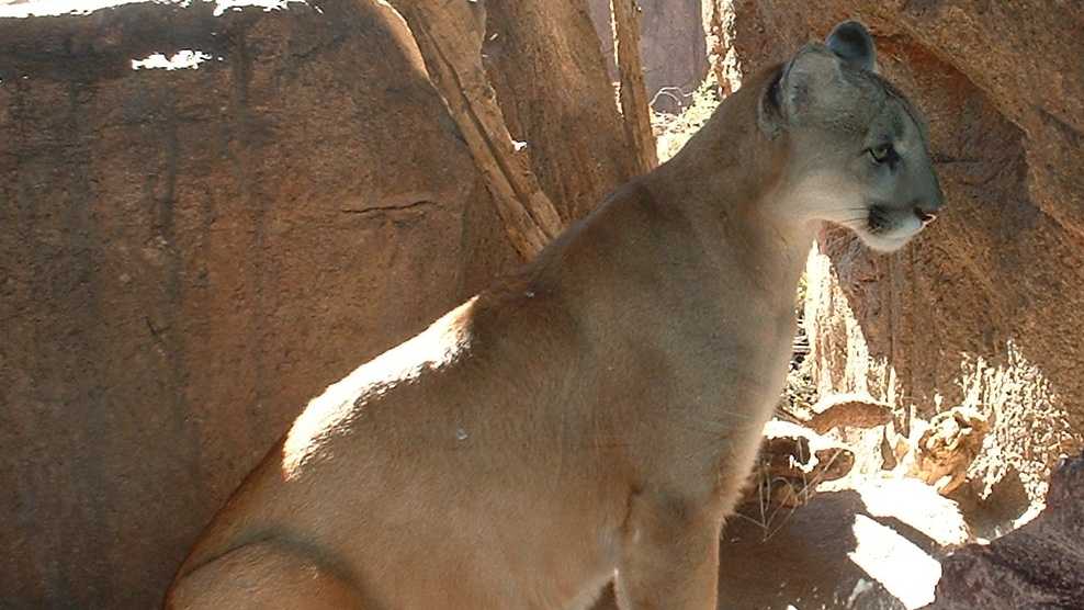 Mountain lion sightings fuel lore in Mass.