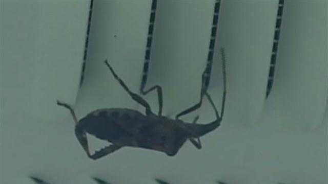 Stink, lady bugs invade neighborhoods