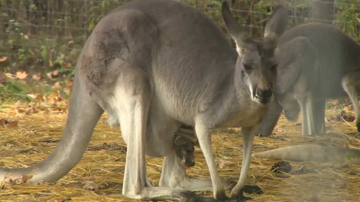 Red kangaroo born at Franklin Park Zoo