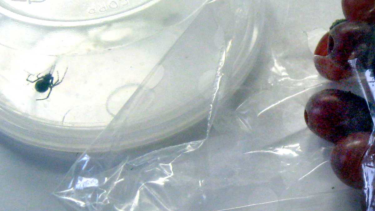 Woman finds black widow spider in grapes