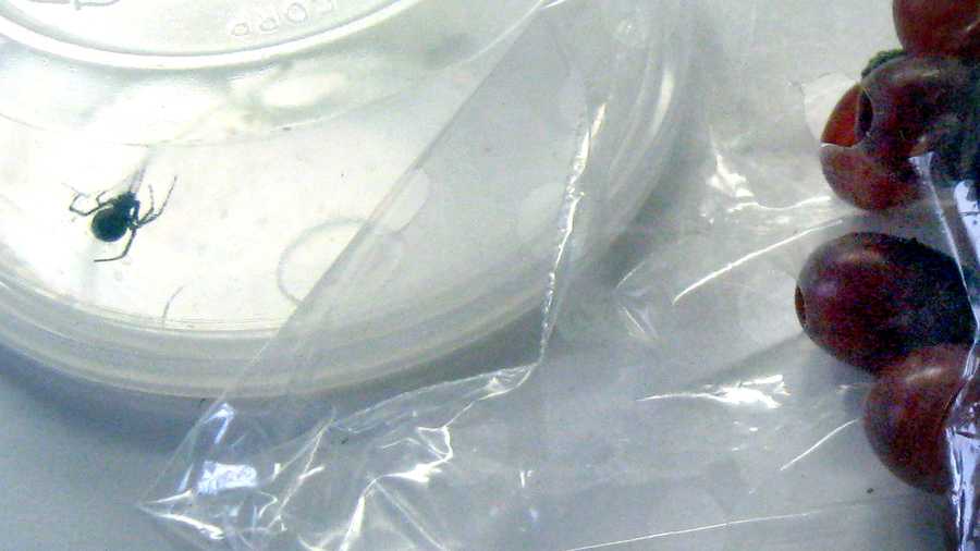 Woman finds black widow spider in grapes