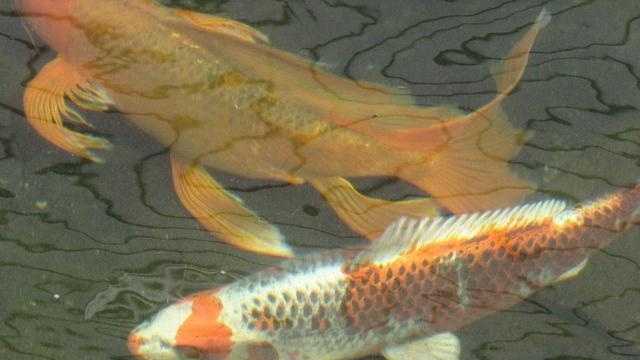 20 things you didn't know about Ed Harding