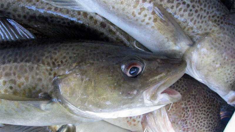 20 things you didn't know about Ed Harding