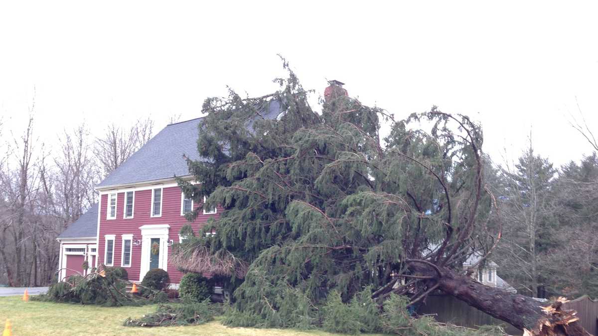 Images: Fierce winds bring down trees, power lines