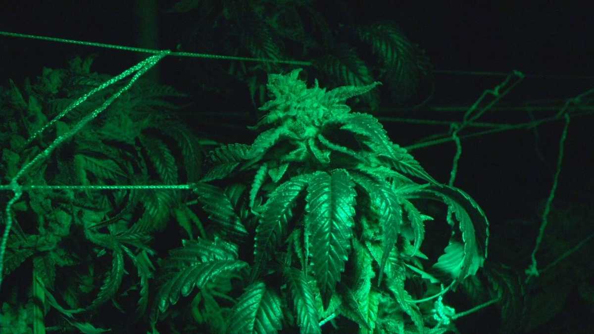 Photos: Inside cannabis growing operation